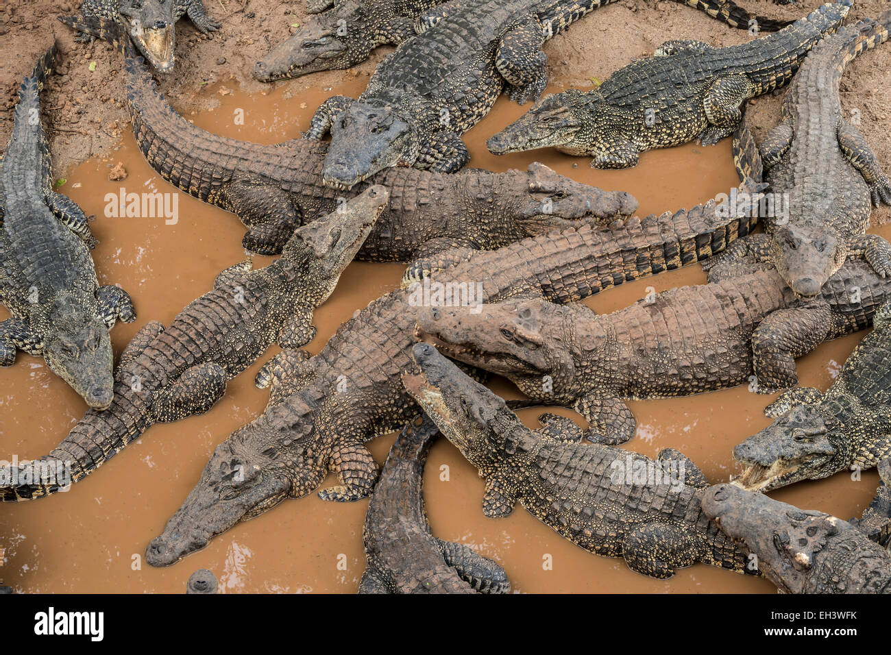 The crocodile breeding farm at Boca de Guama, Peninsula de Zapata, Cuba ...