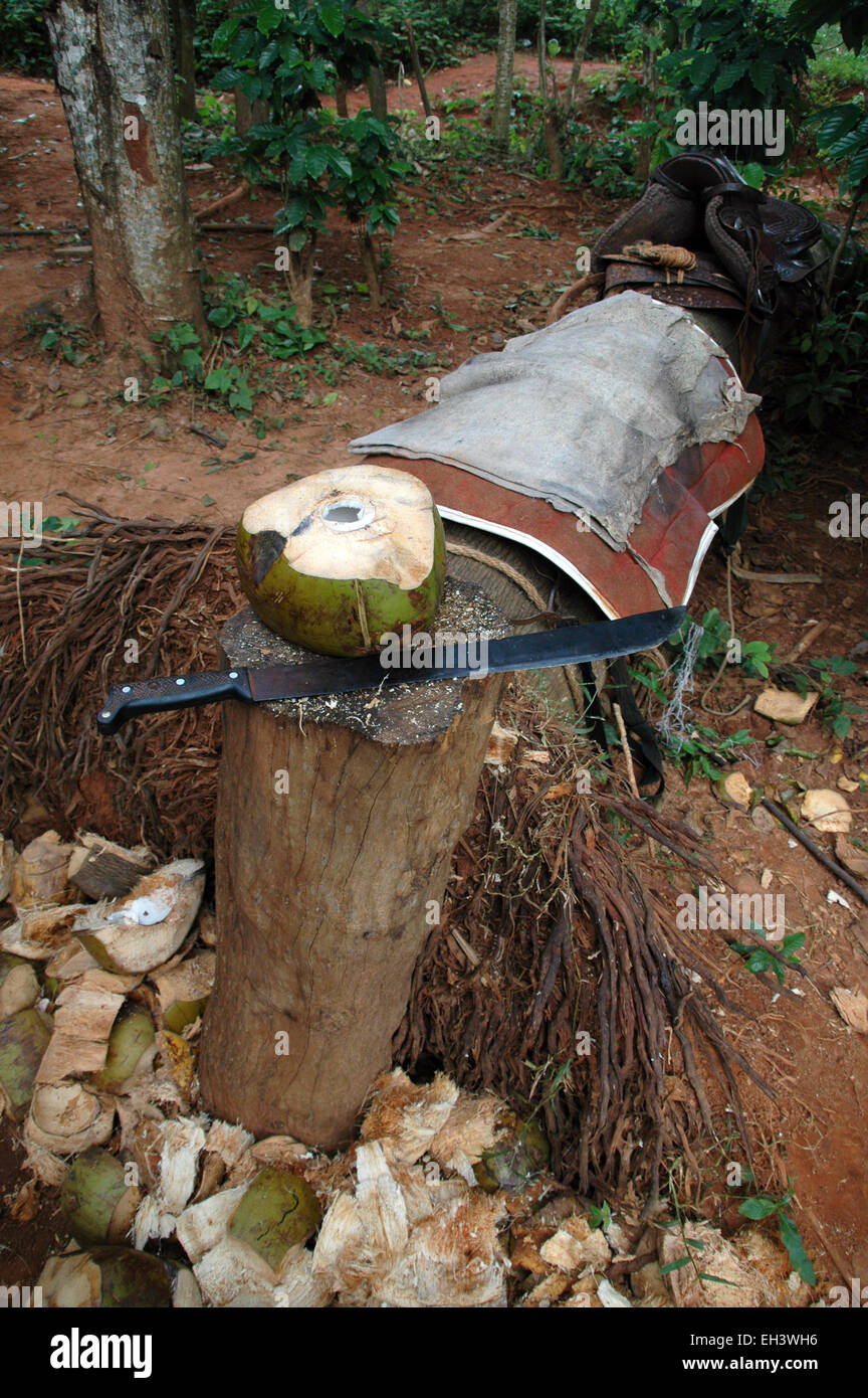 Cutting a coconut for drinking Stock Photo - Alamy
