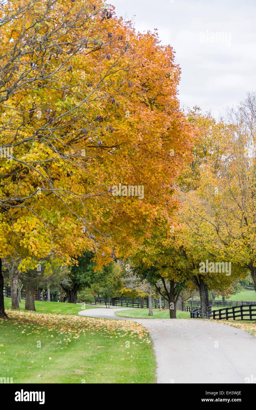 Colorful fall trees on the horse farm in the Bluegrass area of Kentucky ...