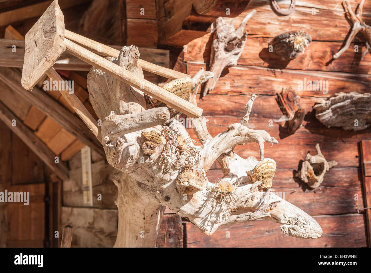 Quaint tree root Stock Photo - Alamy