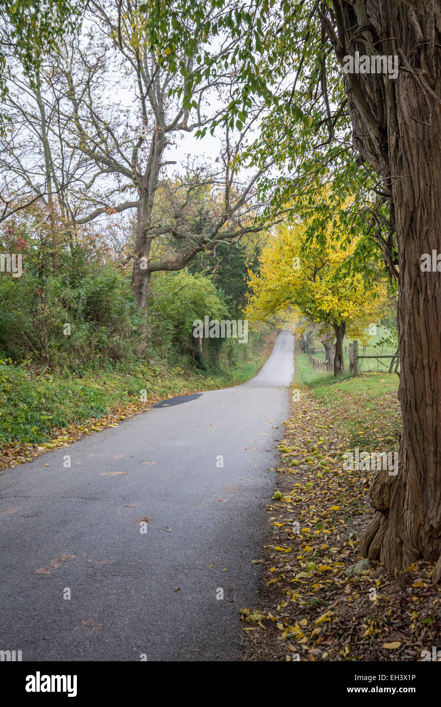 Kentucky bluegrass hi-res stock photography and images - Alamy