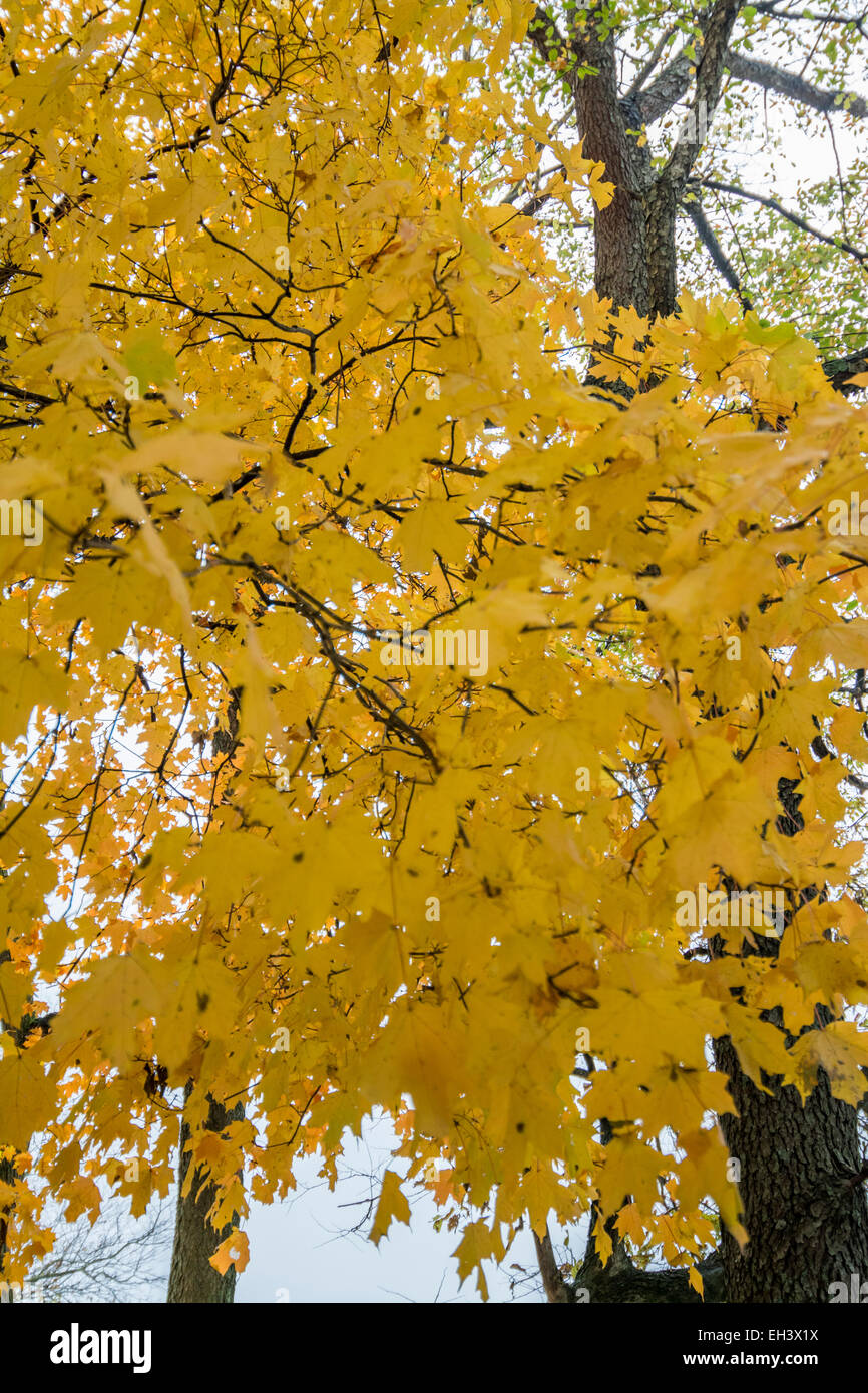 Kentucky fall trees hi-res stock photography and images - Alamy