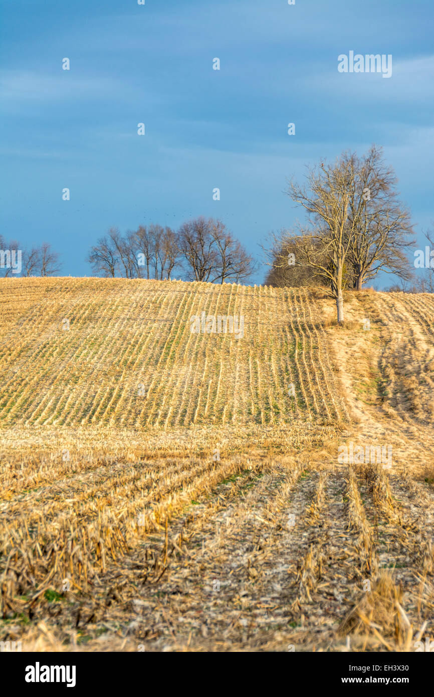 Corn field in central Kentucky after harvest Stock Photo - Alamy