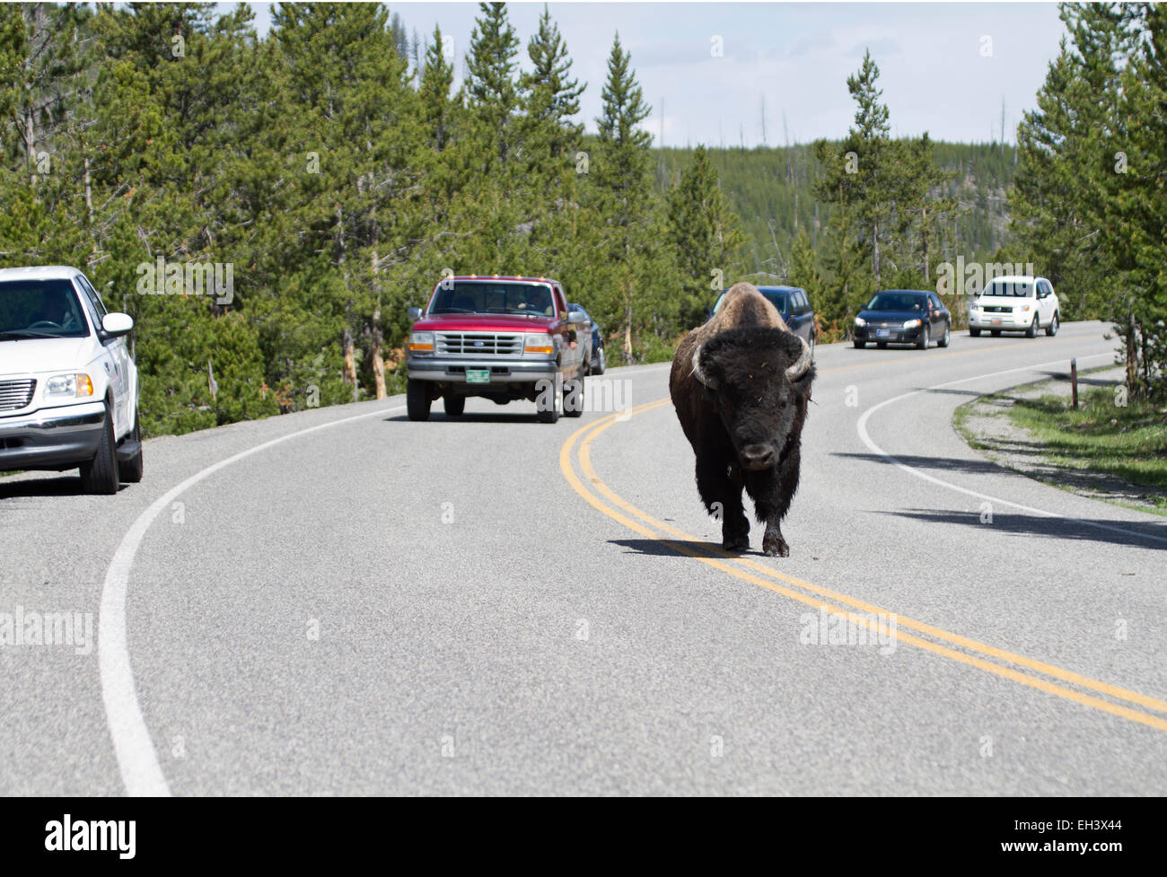 Bison bison herd walking hi-res stock photography and images - Alamy