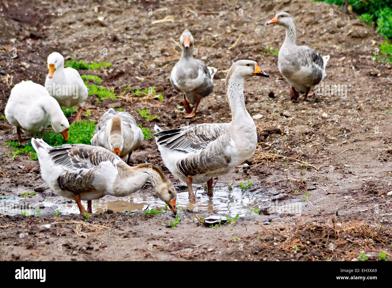 Geese gray on ground with puddle Stock Photo - Alamy