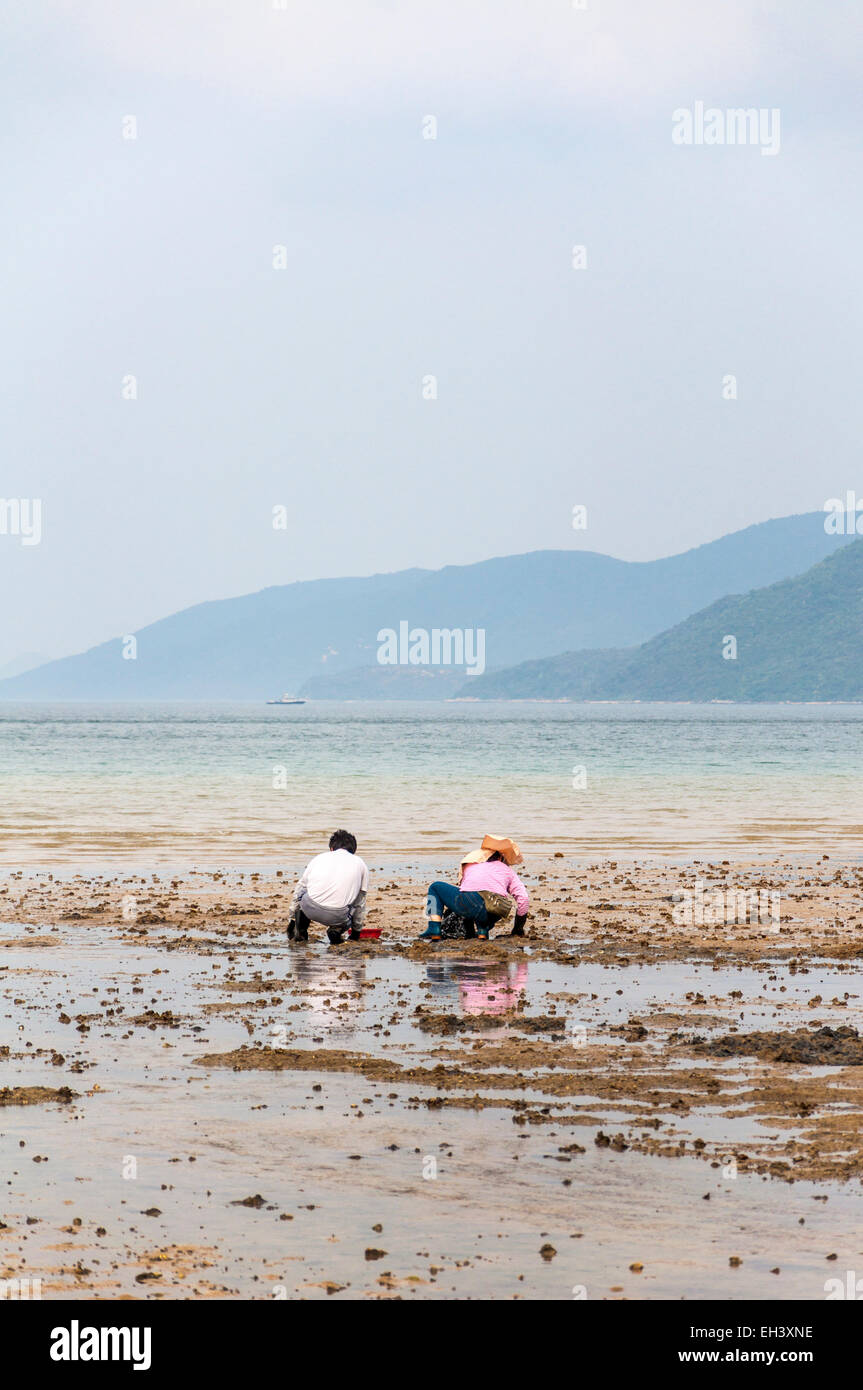 People digging for shellfish at Star Fish Bay, New Territories, Hong ...