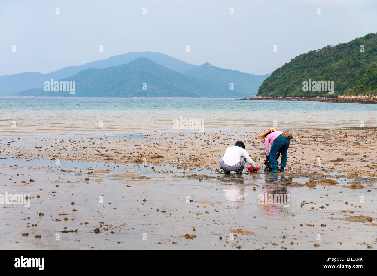 People digging for shellfish at Star Fish Bay, New Territories, Hong ...