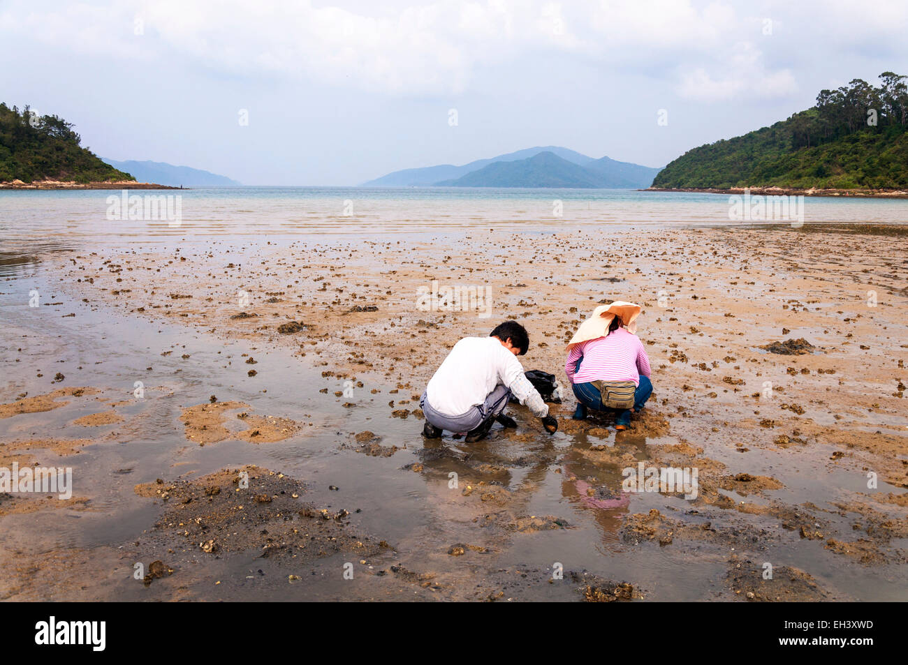 People digging for shellfish at Star Fish Bay, New Territories, Hong ...