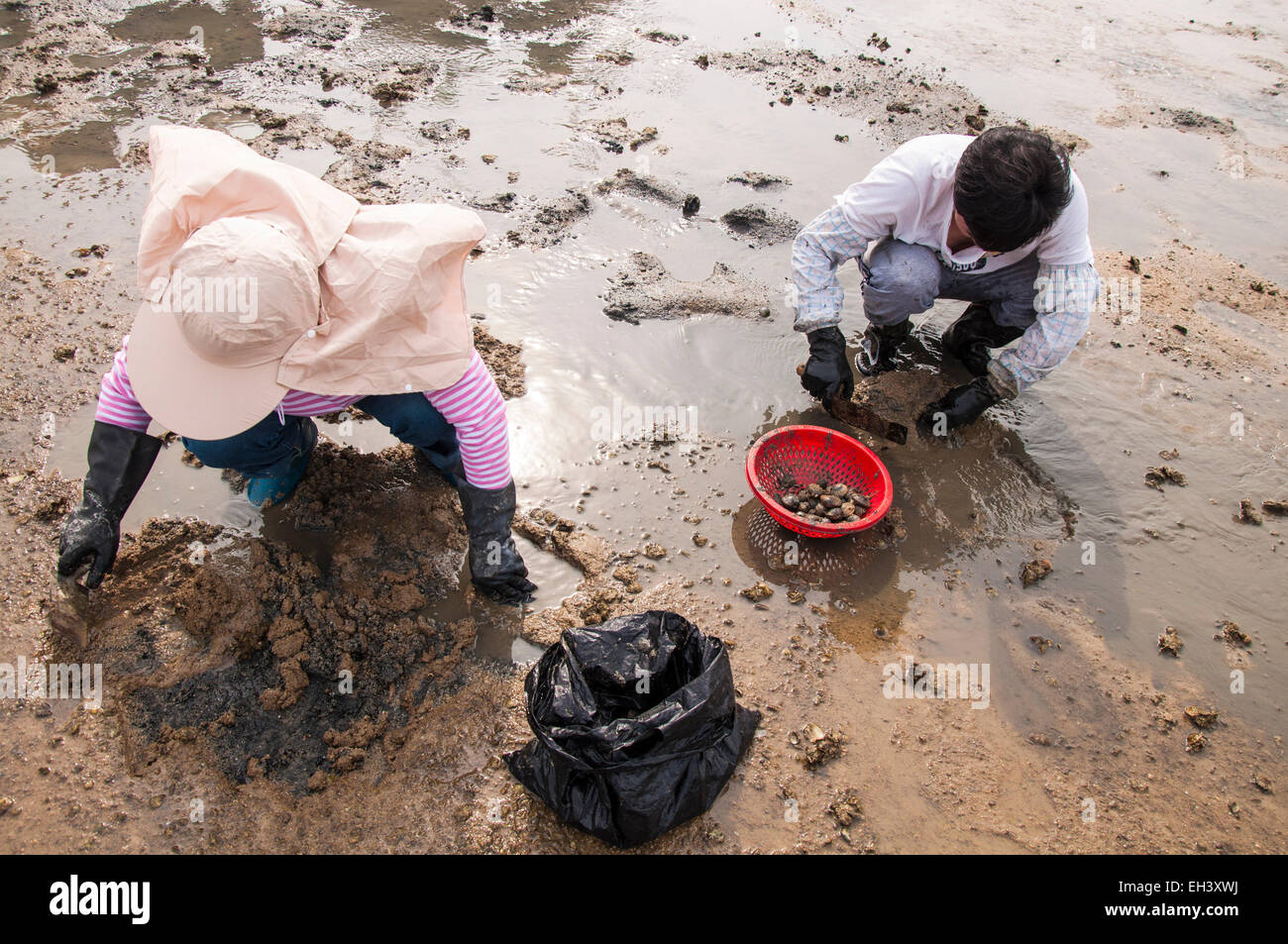 People digging for shellfish at Star Fish Bay, New Territories, Hong ...