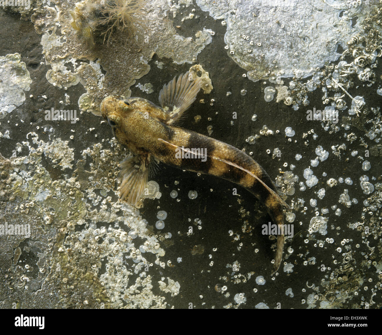 Rock Goby - Gobius paganellus Stock Photo - Alamy