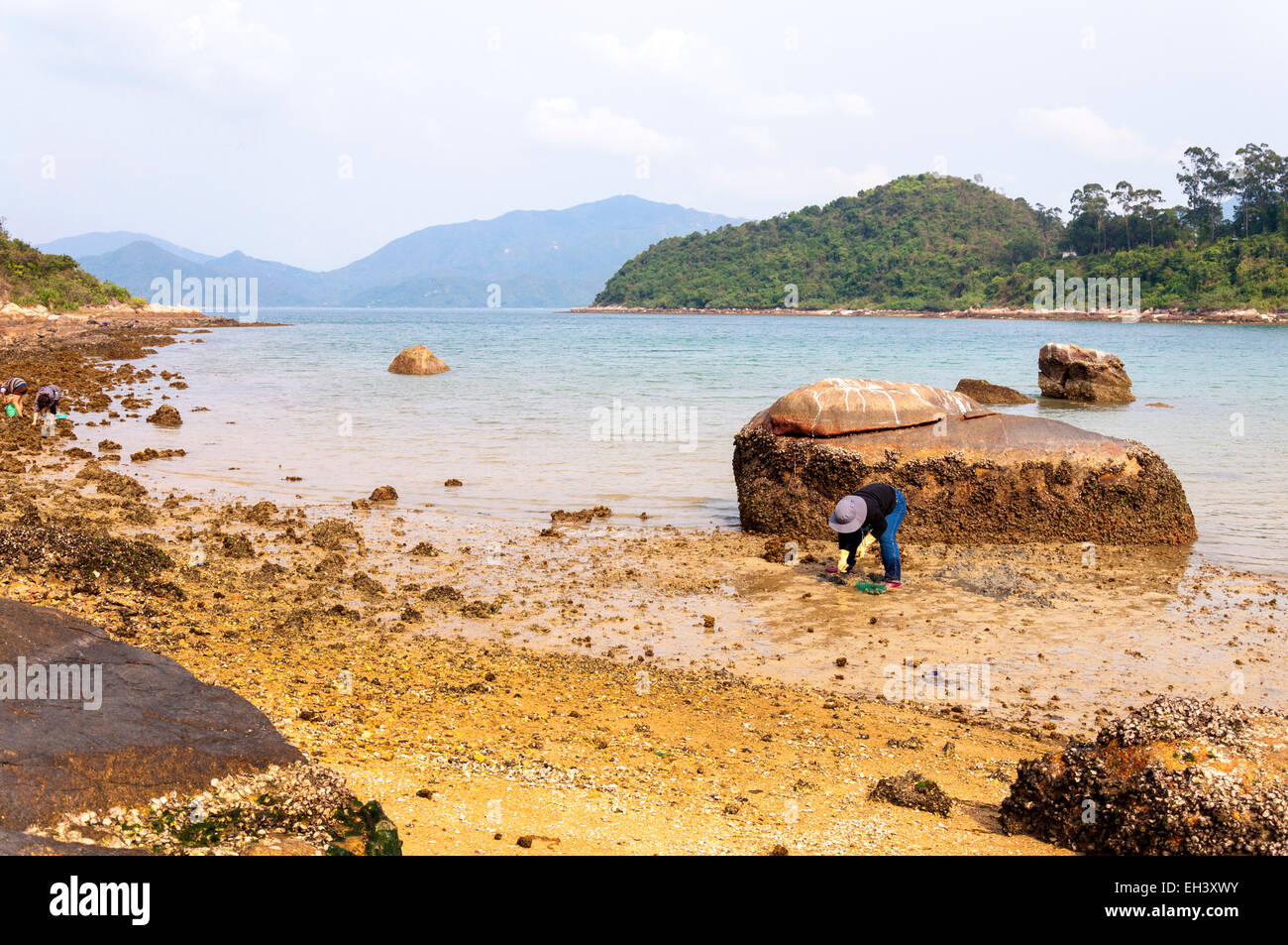 People digging for shellfish at Star Fish Bay, New Territories, Hong ...