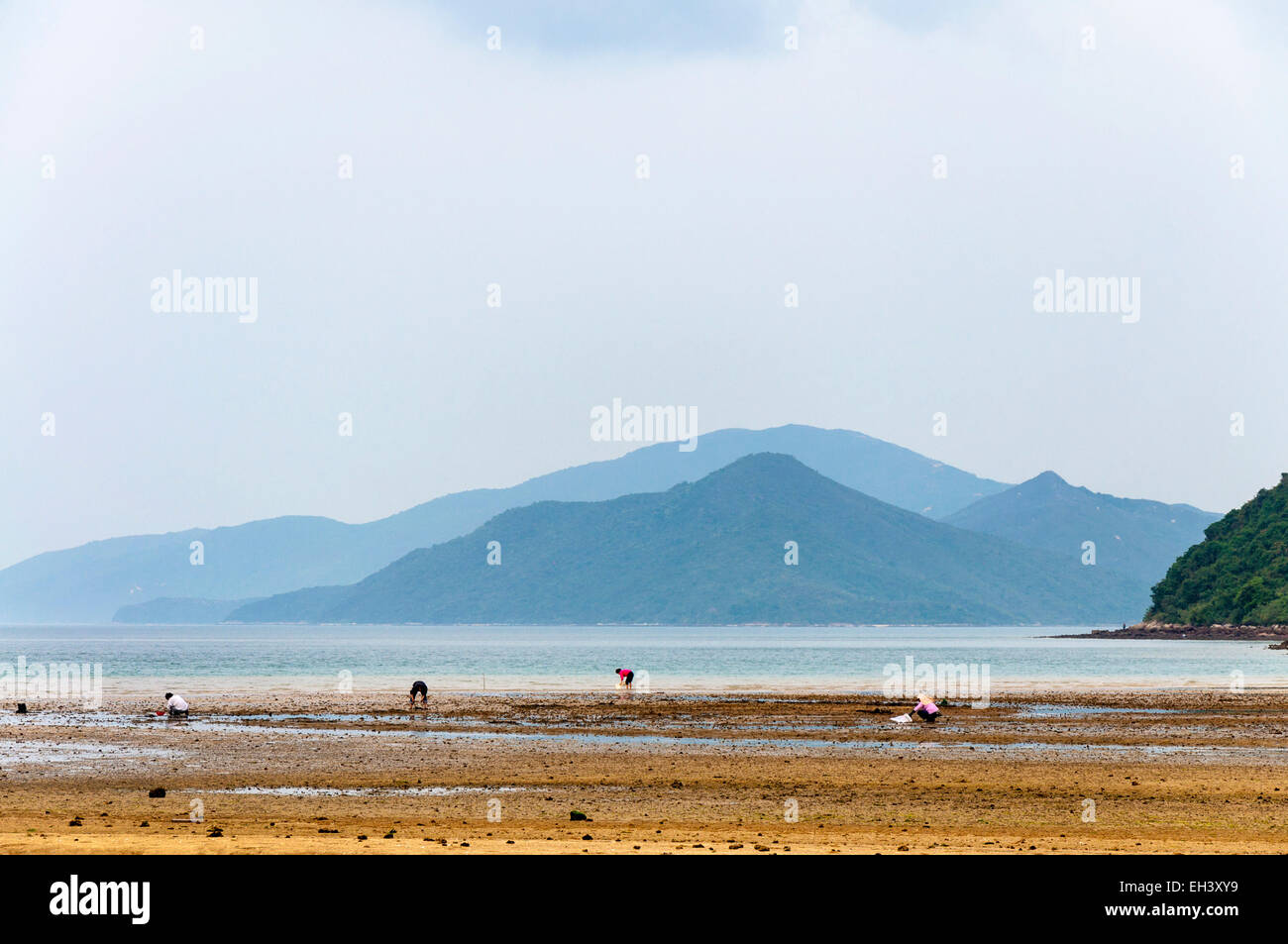People digging for shellfish at Starfish Bay, New Territories, Hong ...