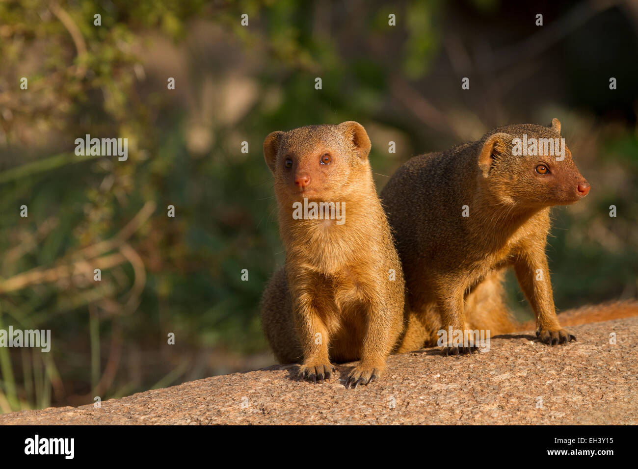 Common dwarf mongoose hi-res stock photography and images - Alamy