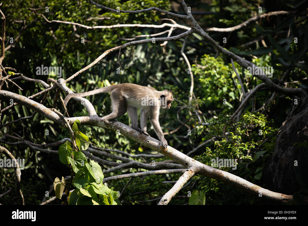 monkey in forest Stock Photo - Alamy