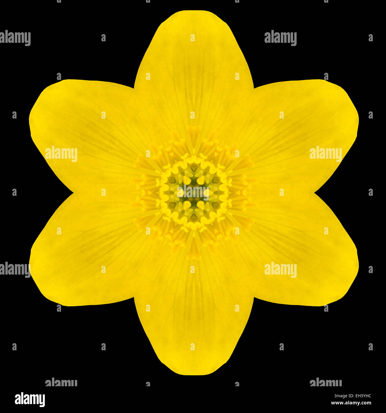 Yellow Flower Mandala. Kaleidoscopic design Isolated on Black ...