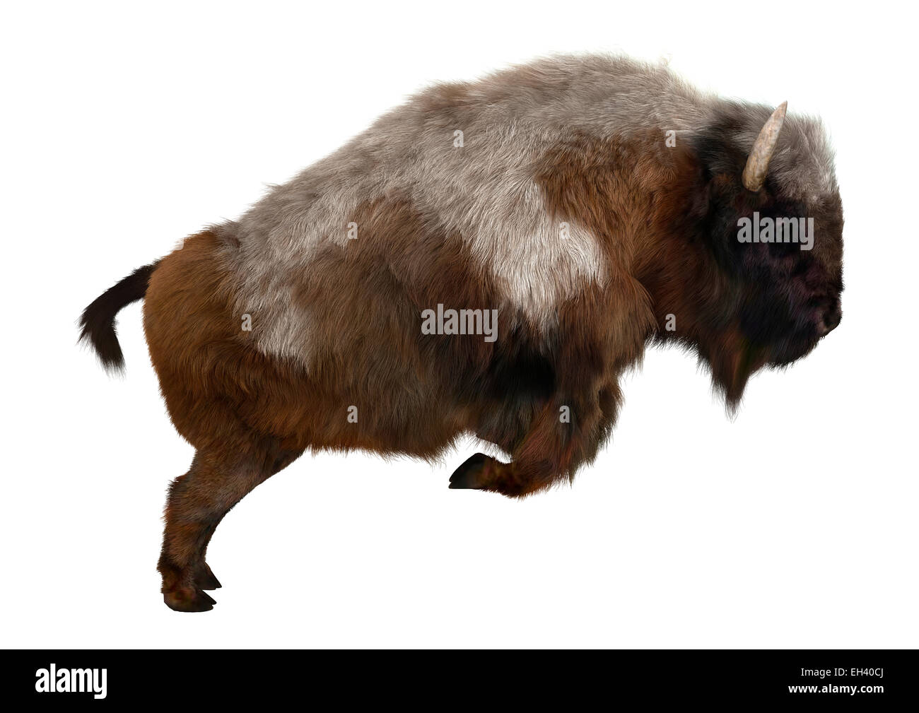 3D digital render of an American bison or American buffalo, a North ...