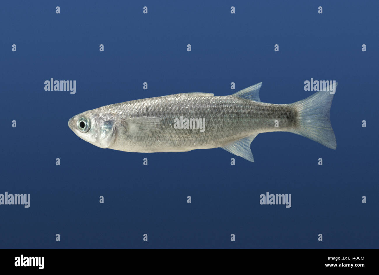 Thick-lipped Grey Mullet - Chelon labrosus Stock Photo - Alamy