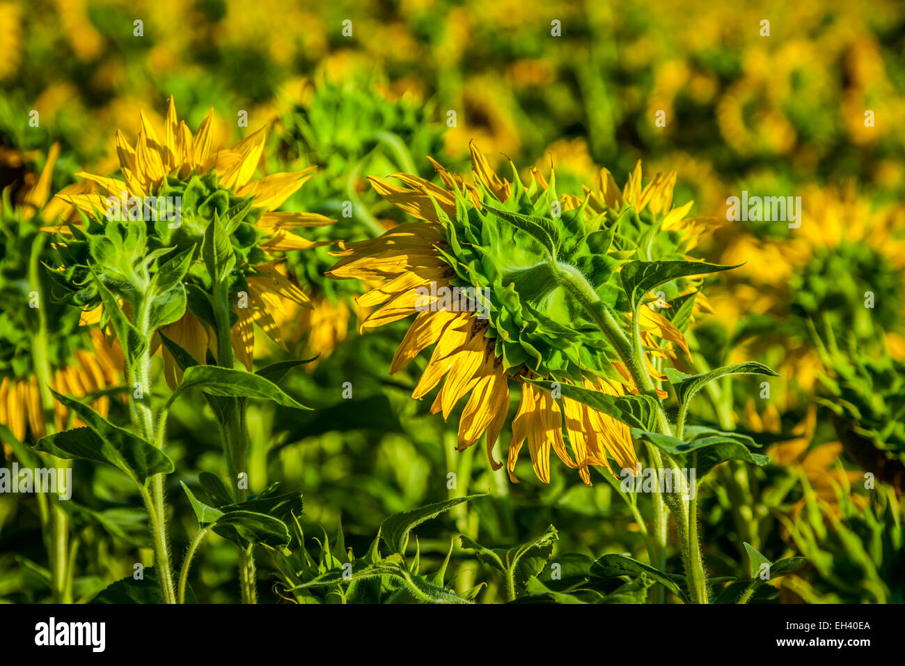 Giant sunflowers hi-res stock photography and images - Alamy