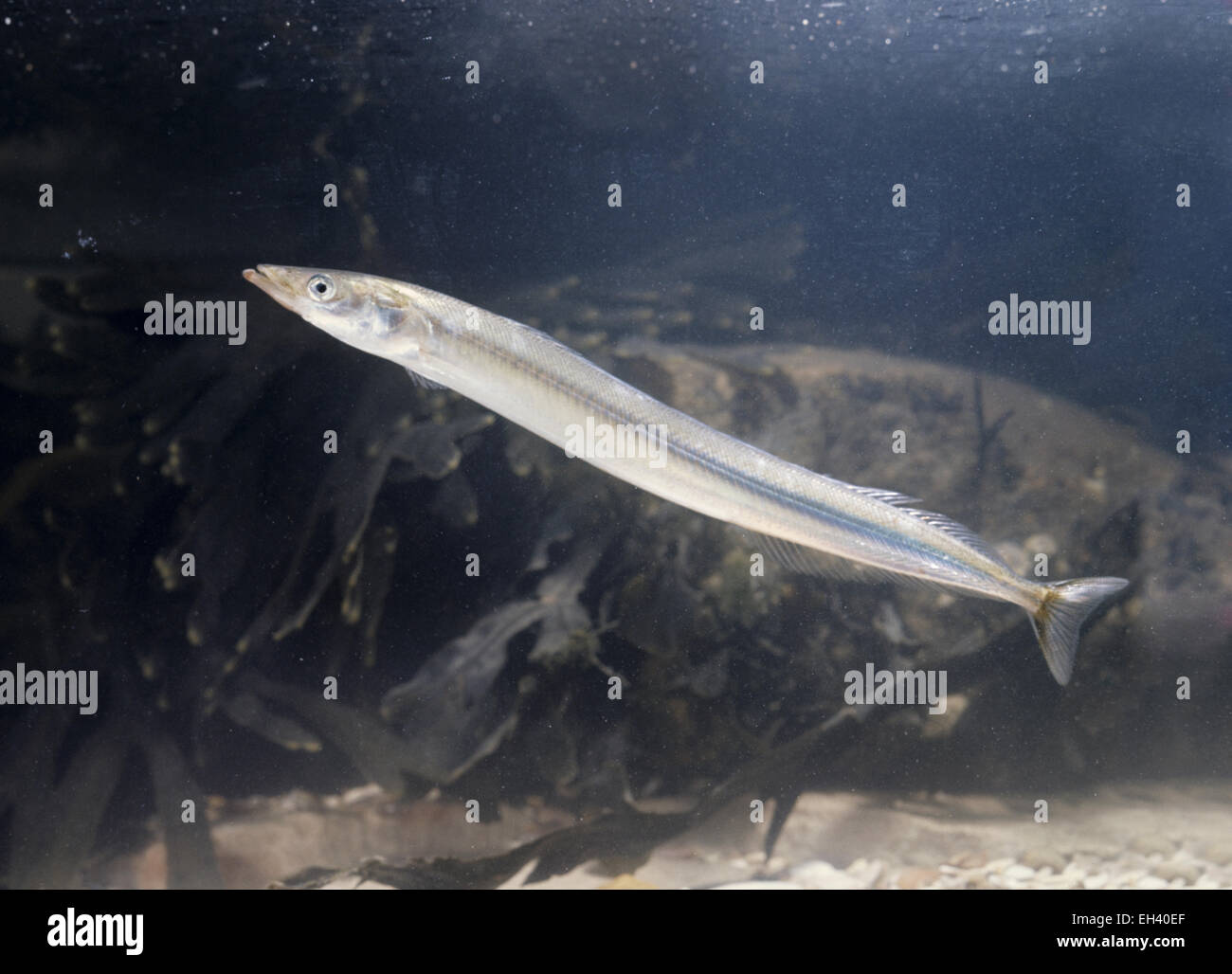 Sand eel not puffin hi-res stock photography and images - Alamy