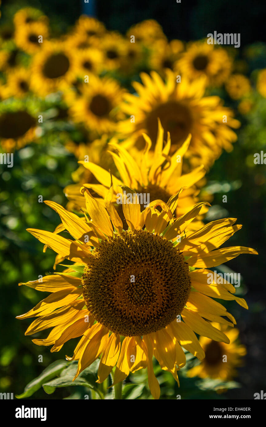 Giant sunflowers hi-res stock photography and images - Alamy