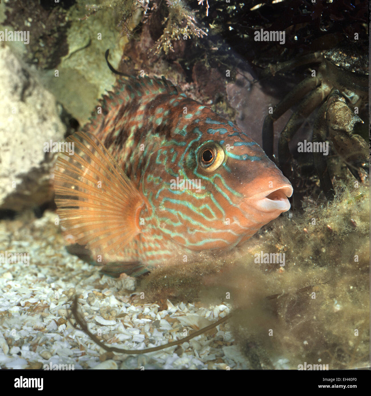 Ballan Wrasse - Labrus bergylta Stock Photo - Alamy
