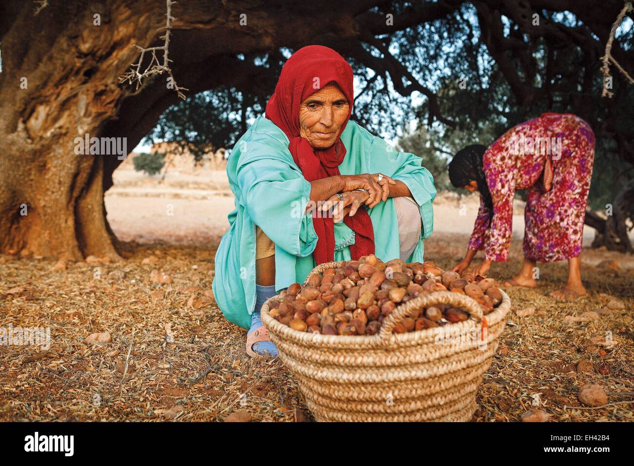 Morocco, Souss region, Tadrart, women-owned cooperative, collecting ...