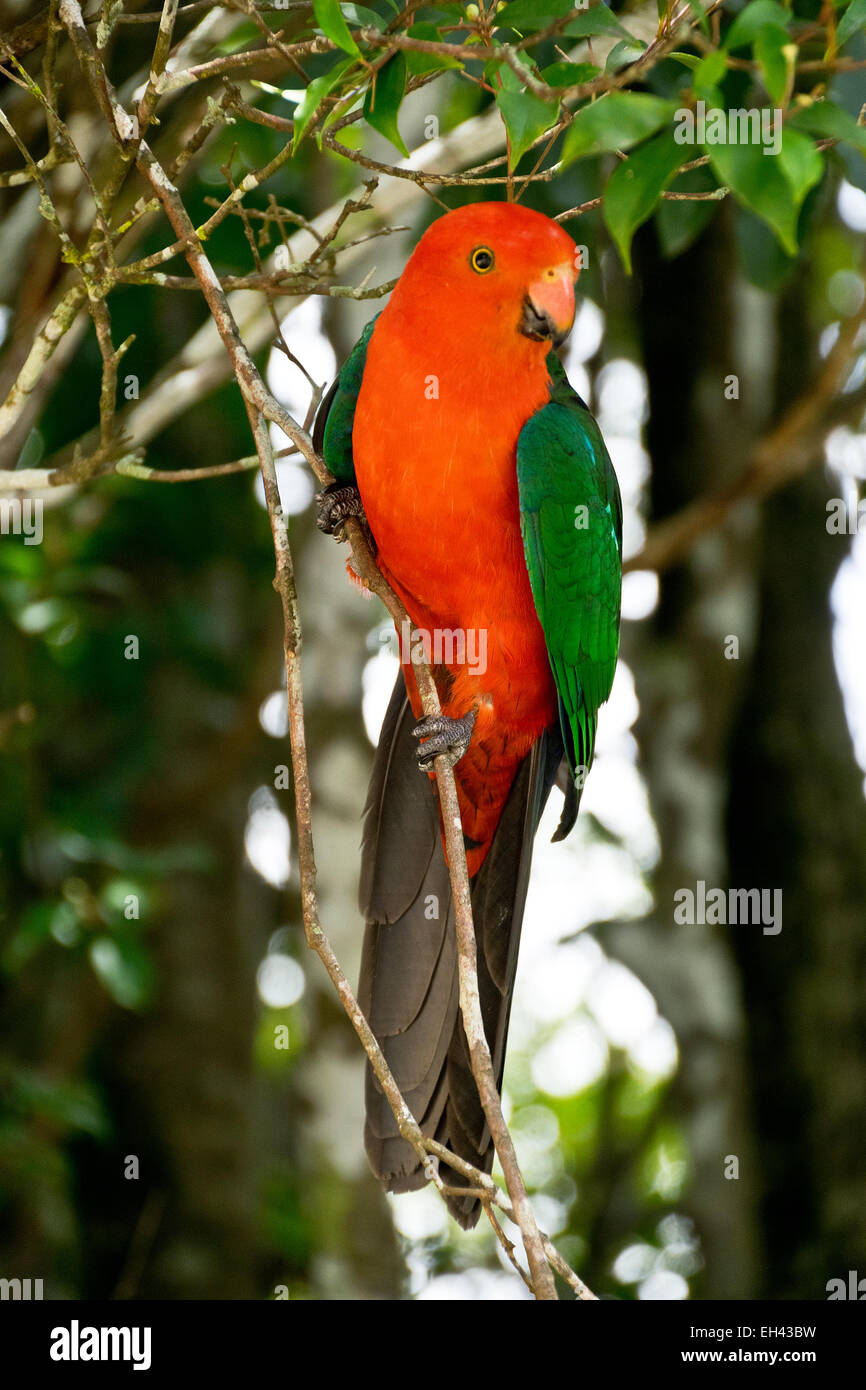 detail of Australian King Parrot in the nature Stock Photo - Alamy