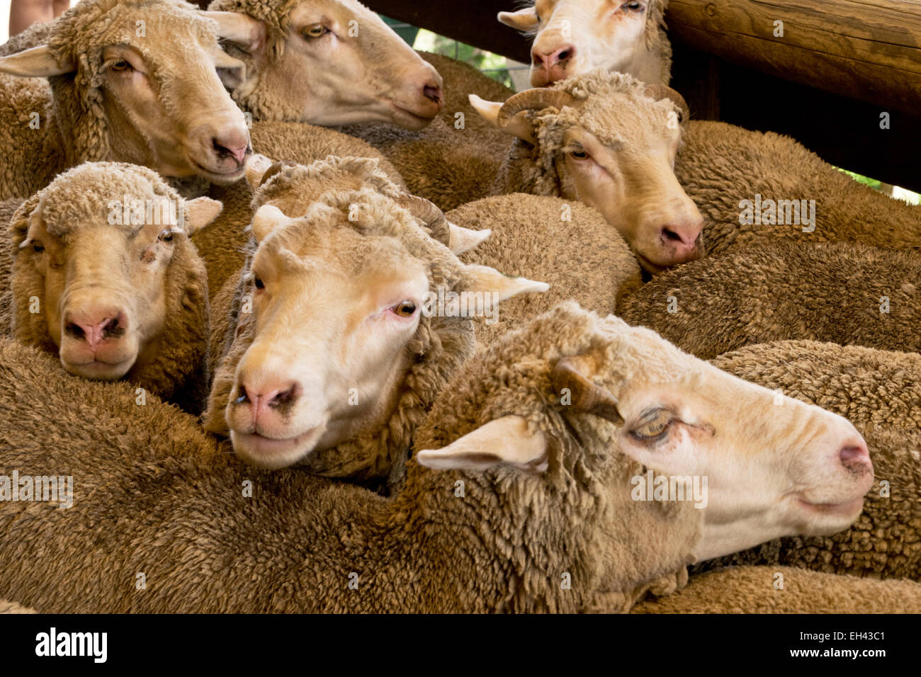 Sheep shear australia hi-res stock photography and images - Alamy