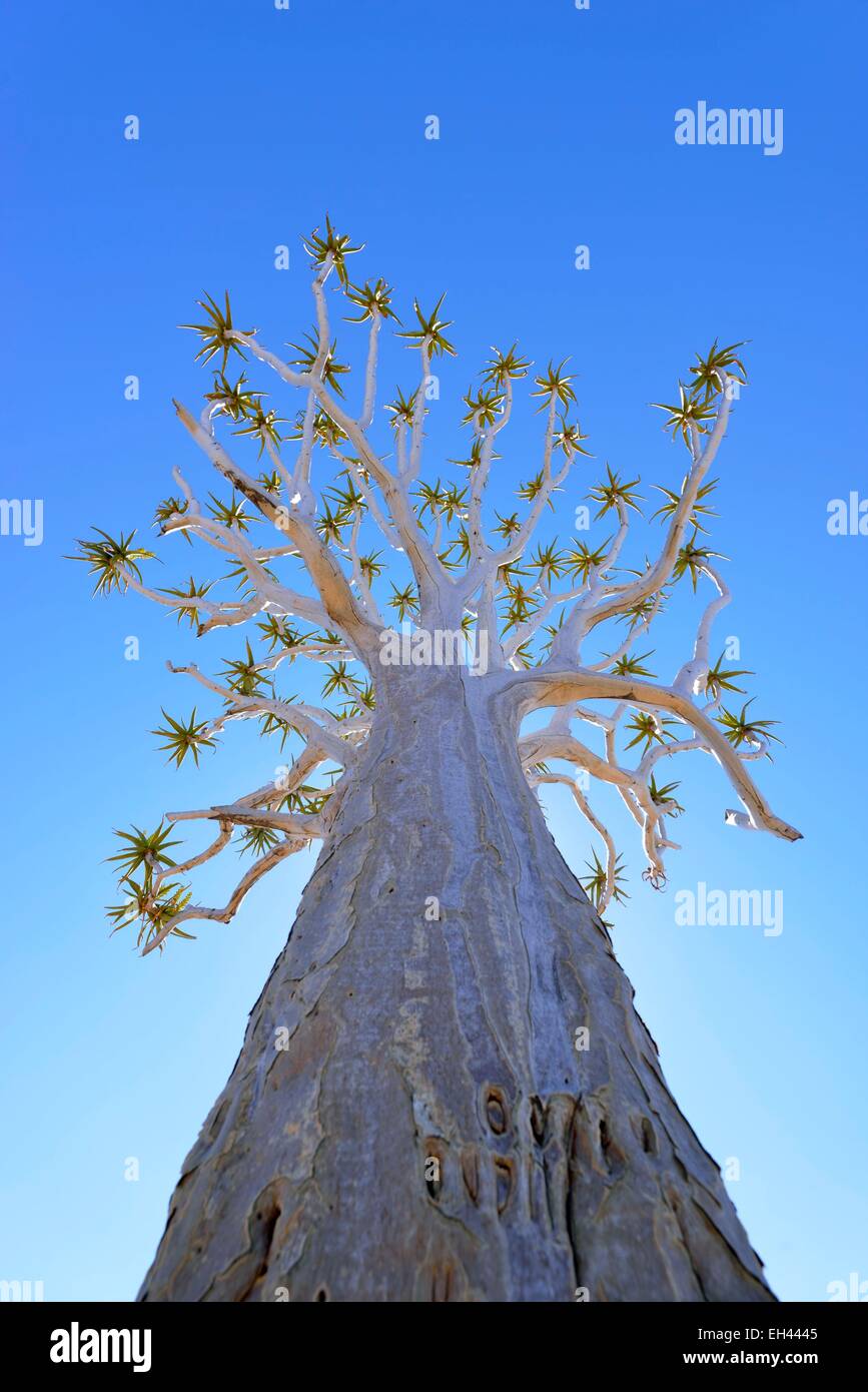 Namibia, Karas, near Fish River Canyon, Cuiver Tree (Aloe dichotoma ...