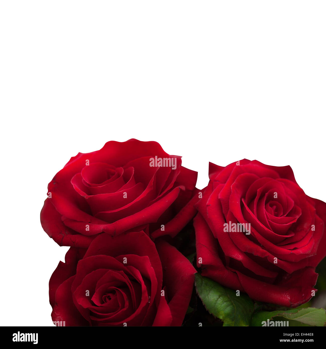 Red roses isolated square Stock Photo - Alamy
