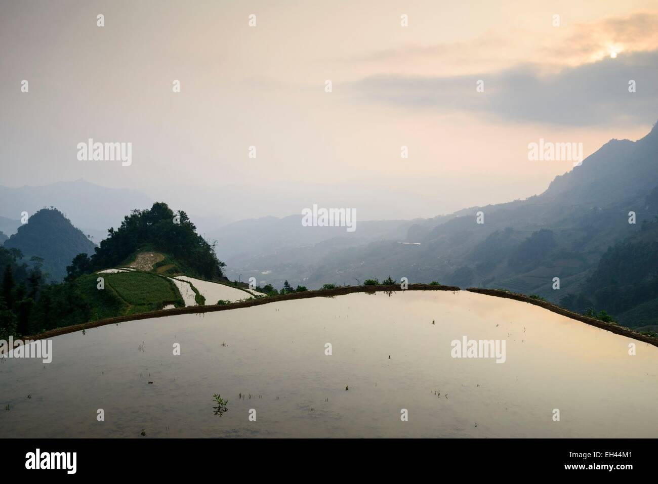 Vietnam, Lao Cai province, Bac Ha, rice fileds in terrace Stock Photo ...