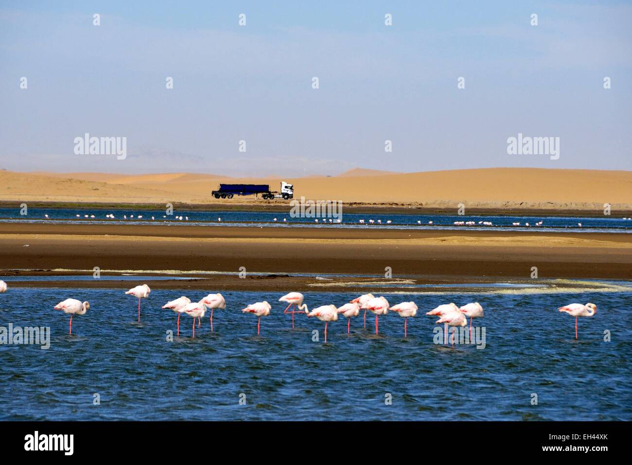 Namibia, Erongo region, Walvis Bay, Greater Flamingoes Stock Photo - Alamy