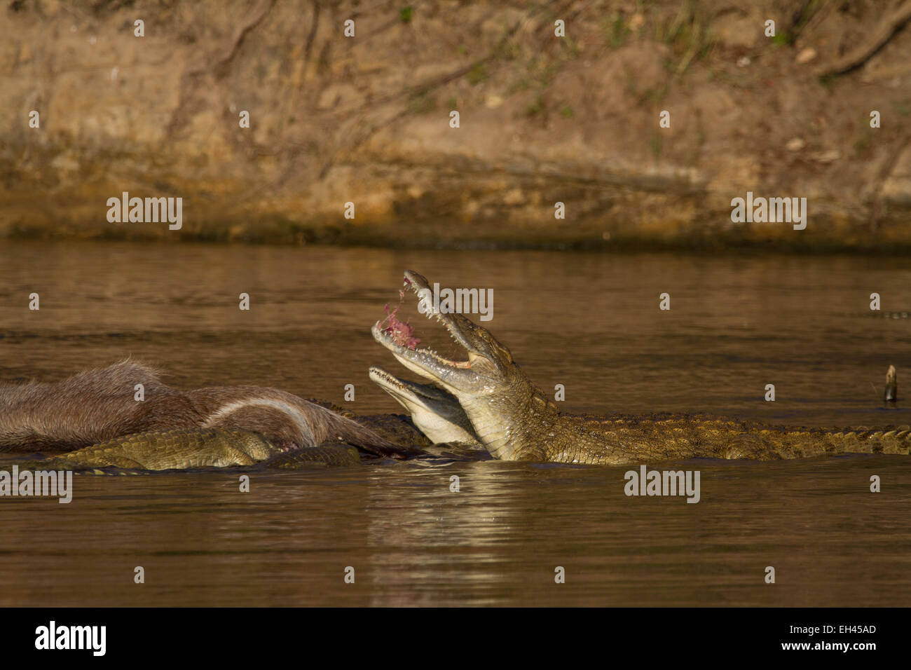 Nile crocodile crocodylus niloticus eating a common waterbuck hi-res ...