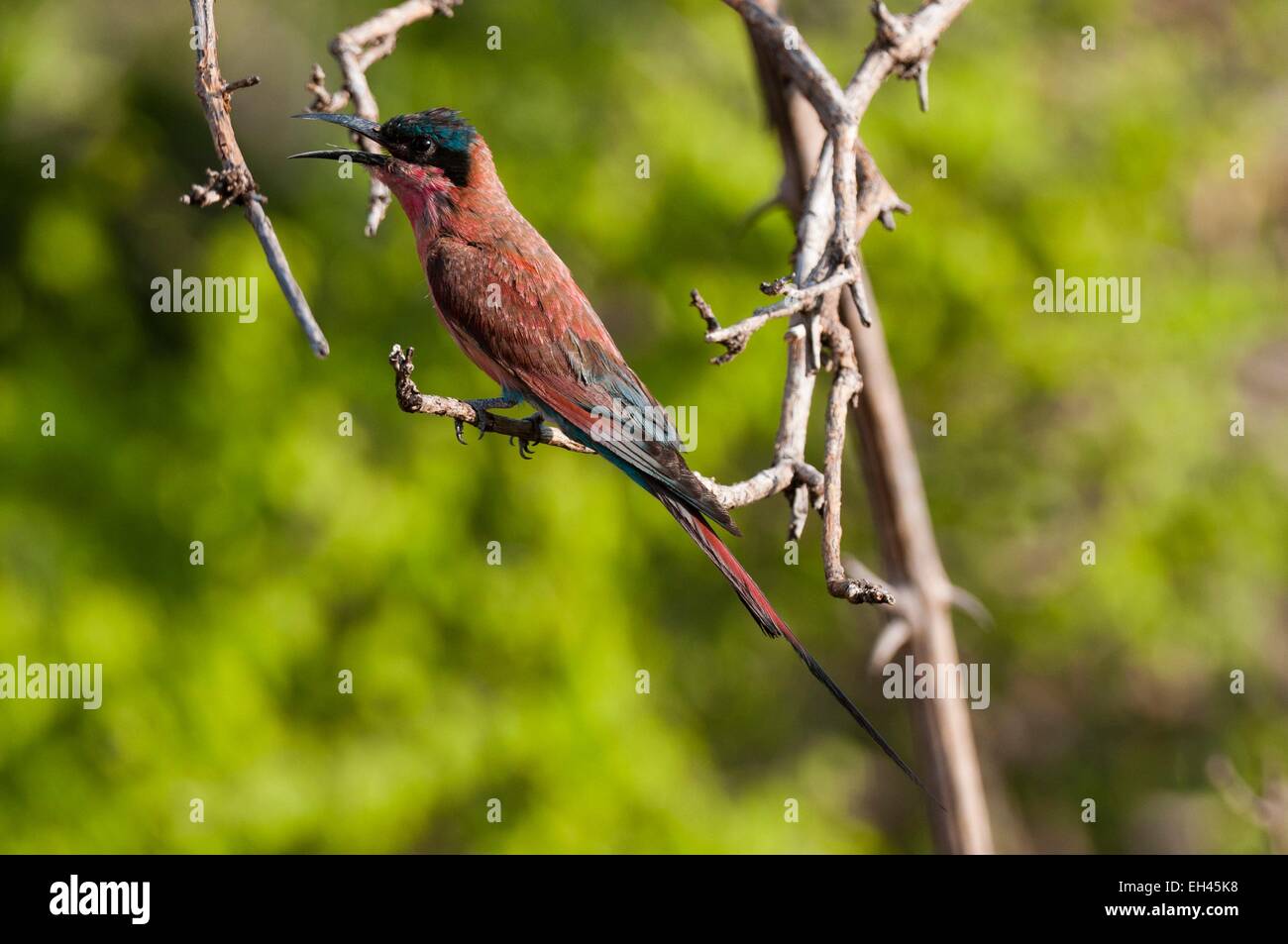 Botswana, Chobe National Park, Southern carmine bee-eater (Merops ...