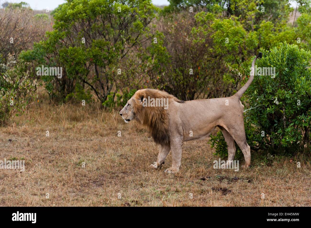 Kenya, Masai Mara, Lion (Panthera leo) marking territory Stock Photo ...