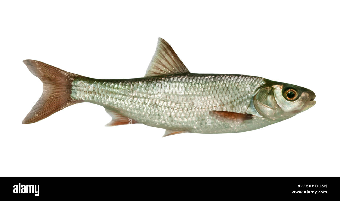 Dace Fish
