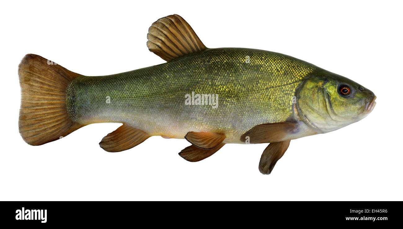 Tench - Tinca tinca Stock Photo - Alamy