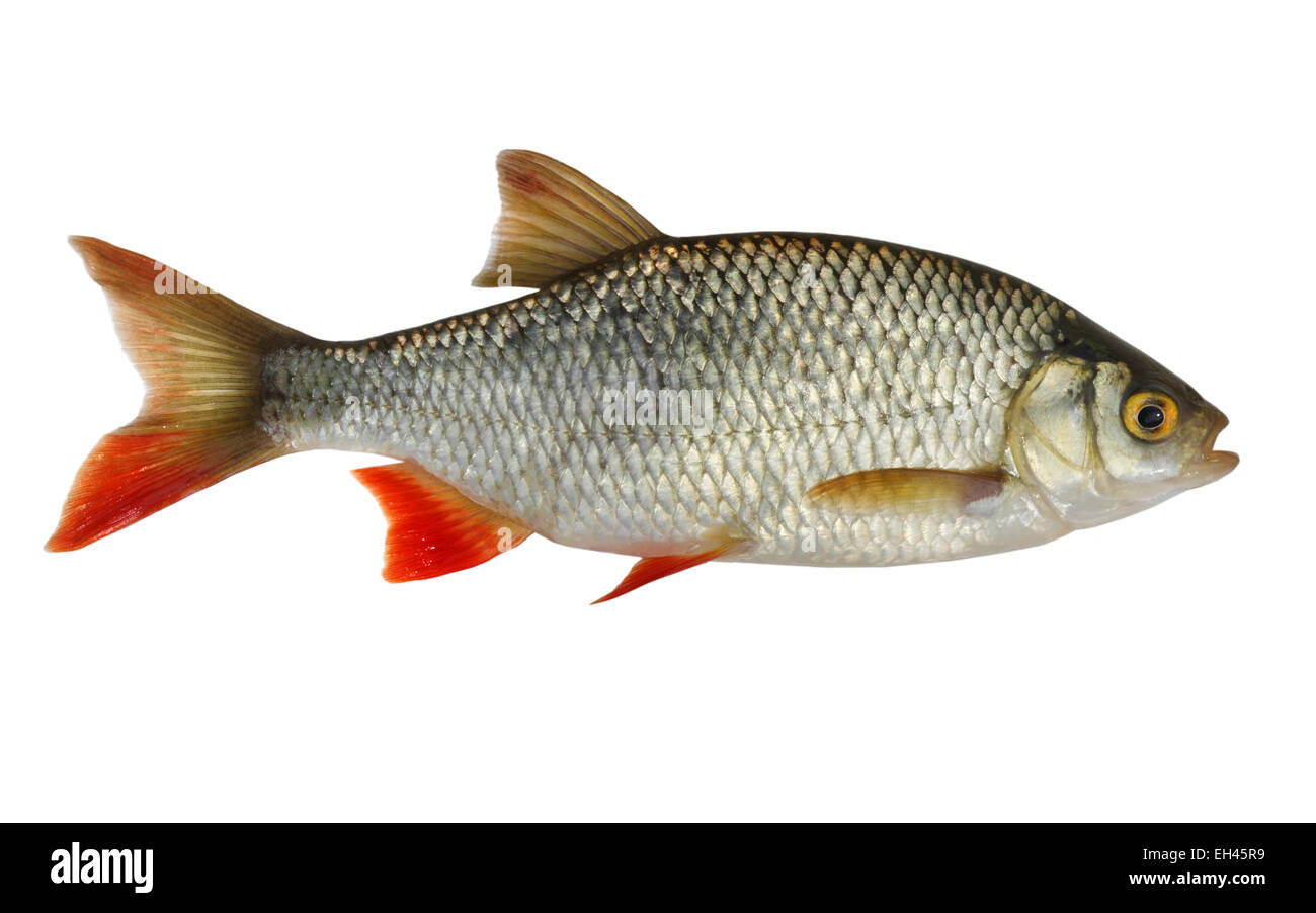 British freshwater fish hi-res stock photography and images - Alamy