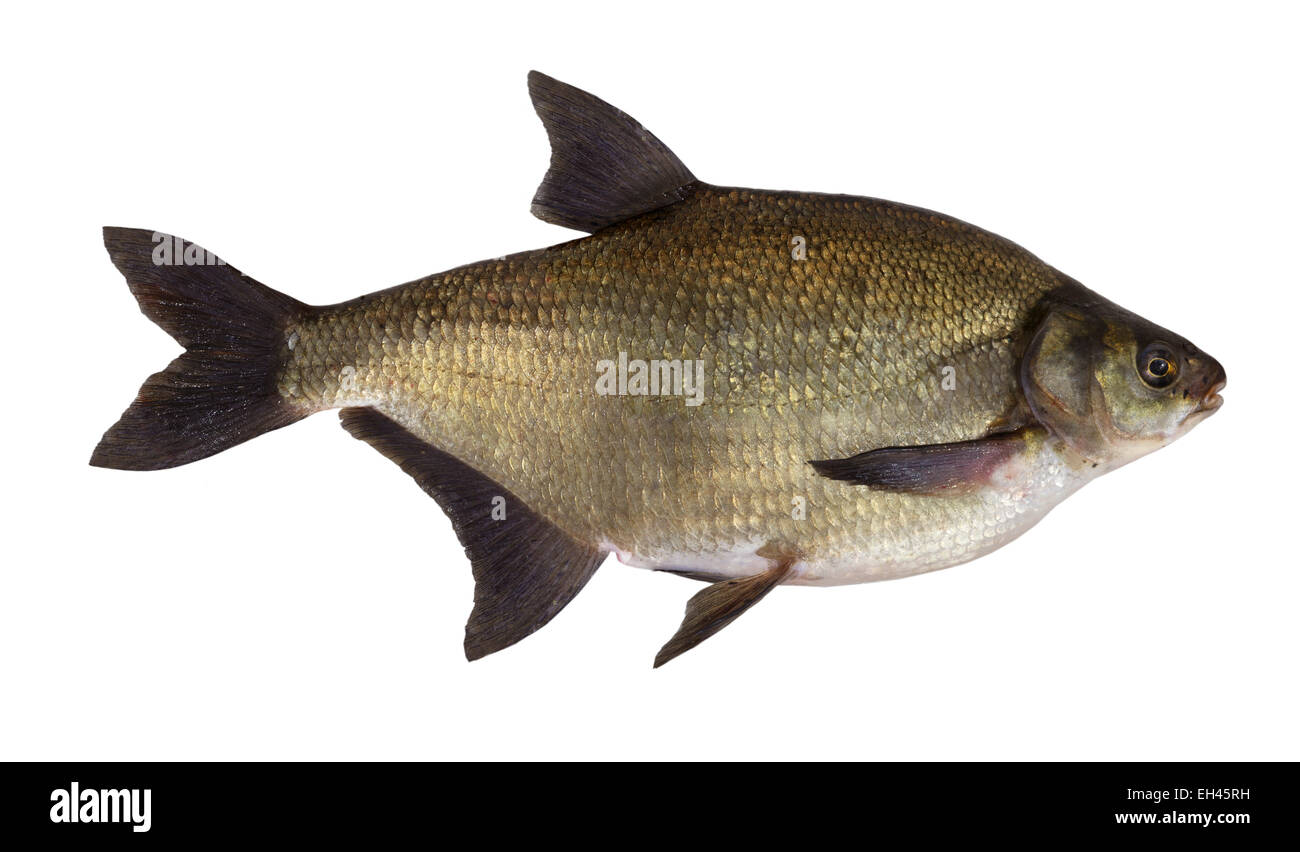 Common bream Cut Out Stock Images & Pictures - Alamy