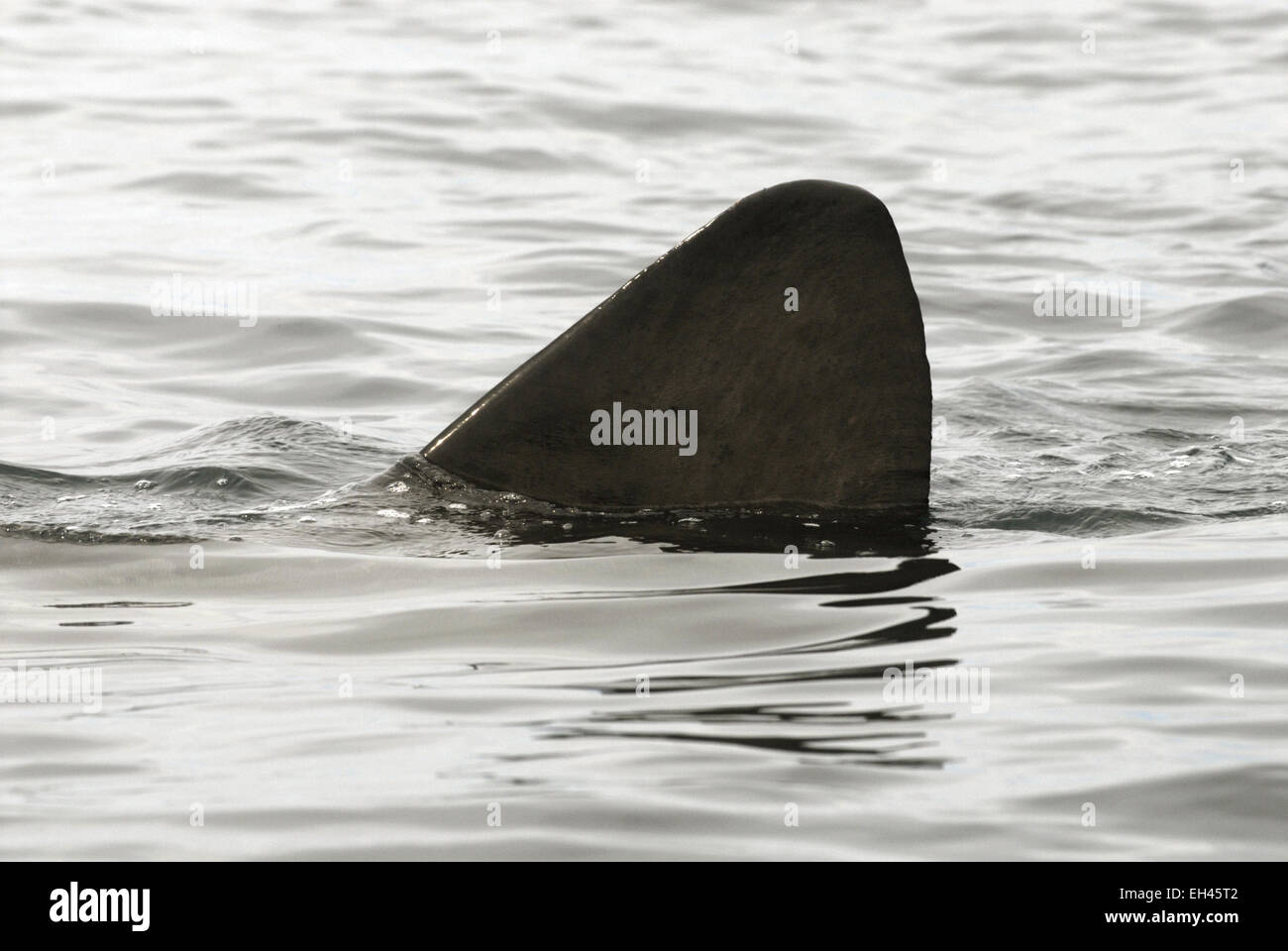 Basking Shark - Cetorhinus maximus Stock Photo - Alamy