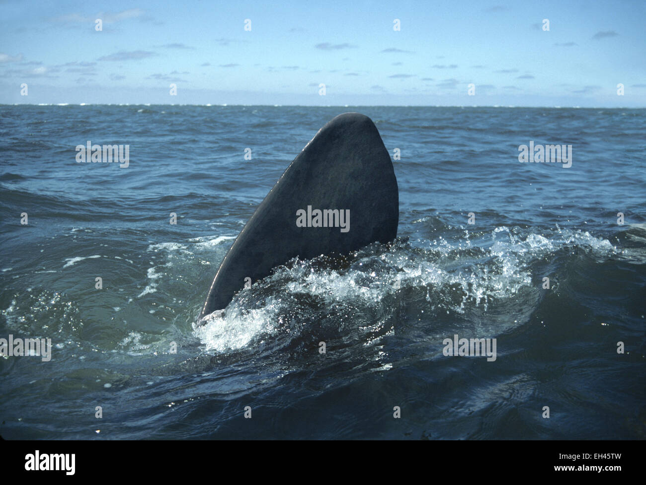 Shark dorsal fin breaking surface hi-res stock photography and images ...
