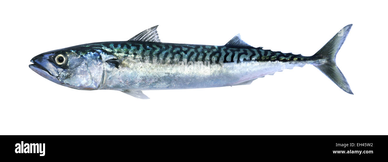 Mackerel Scomber Scombrus Stock Photo Alamy