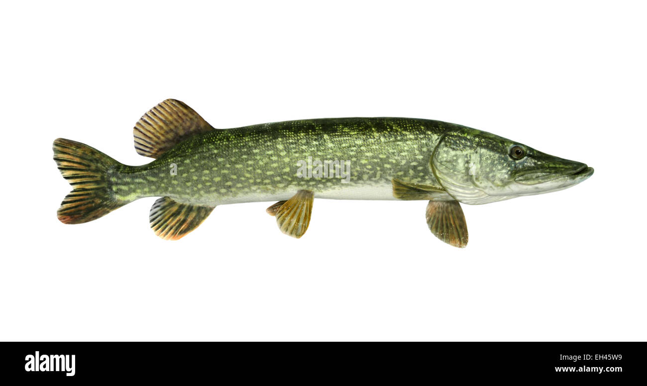 Pike hi-res stock photography and images - Alamy
