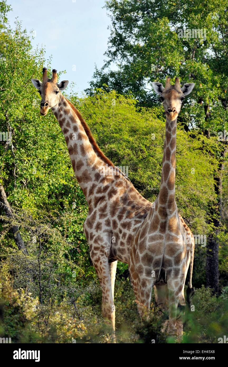 Camelopardus hi-res stock photography and images - Alamy