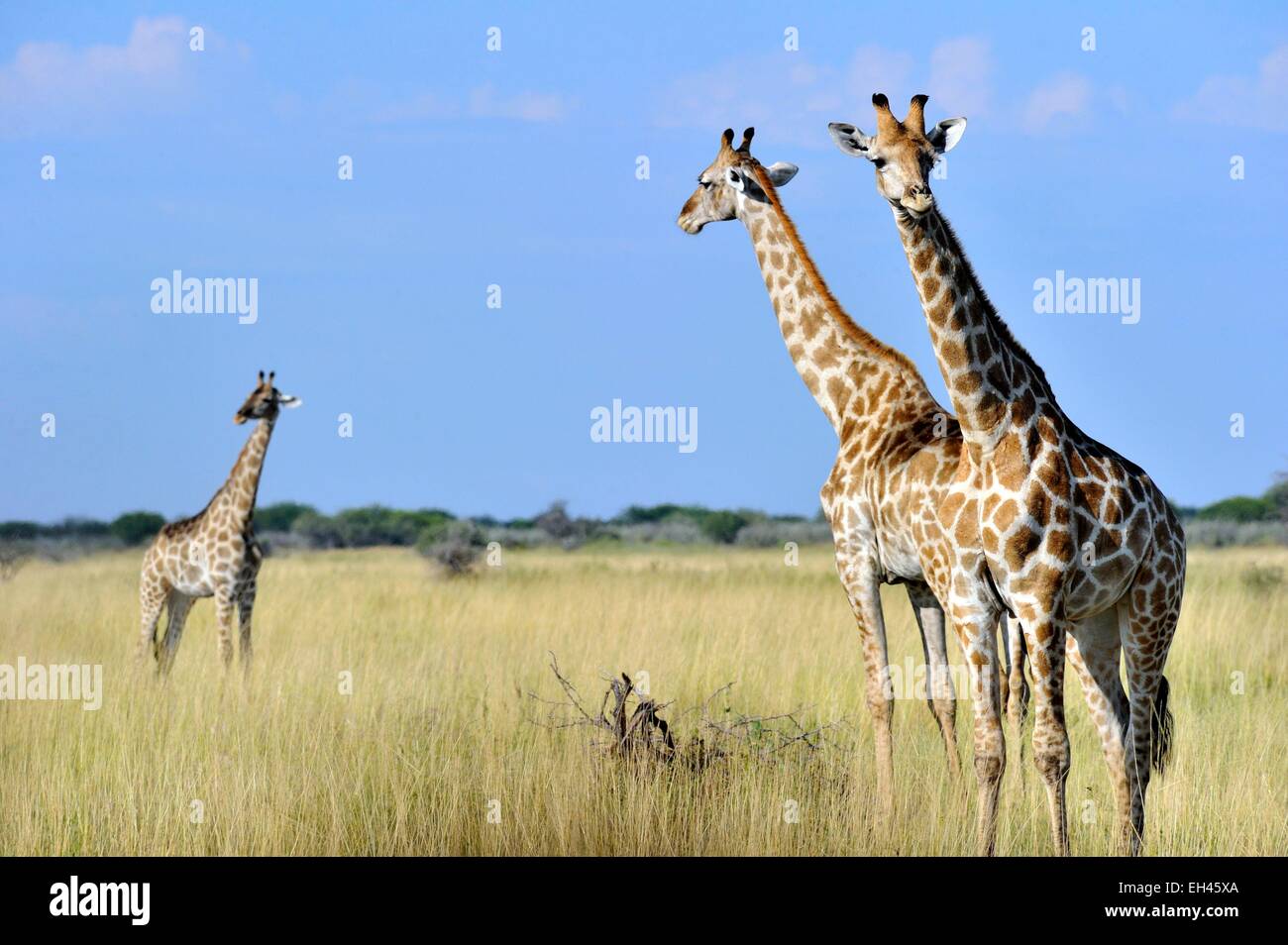 Giraffa camelopardus giraffa hi-res stock photography and images - Alamy