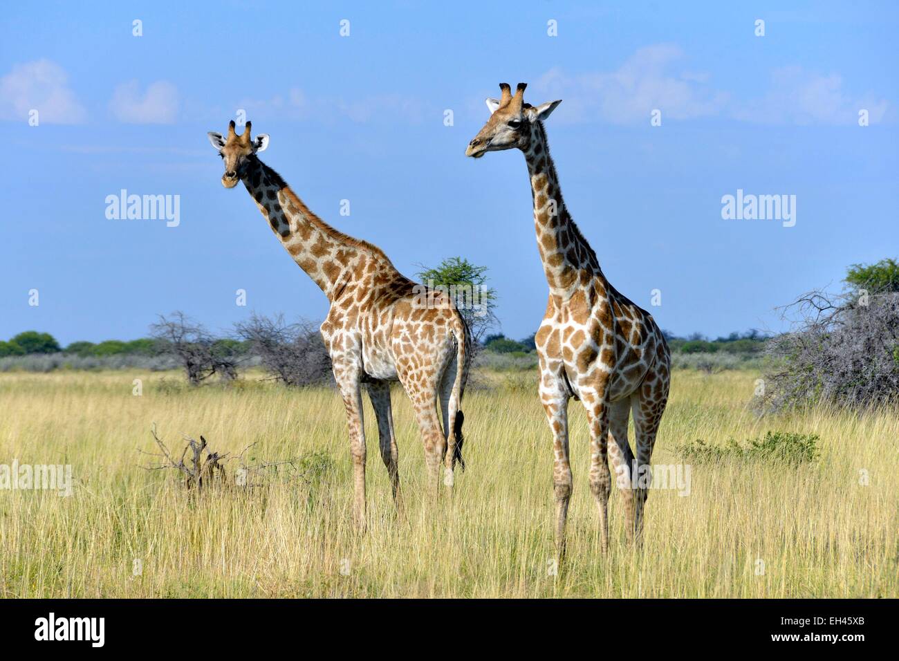 Giraffa camelopardus giraffa hi-res stock photography and images - Alamy
