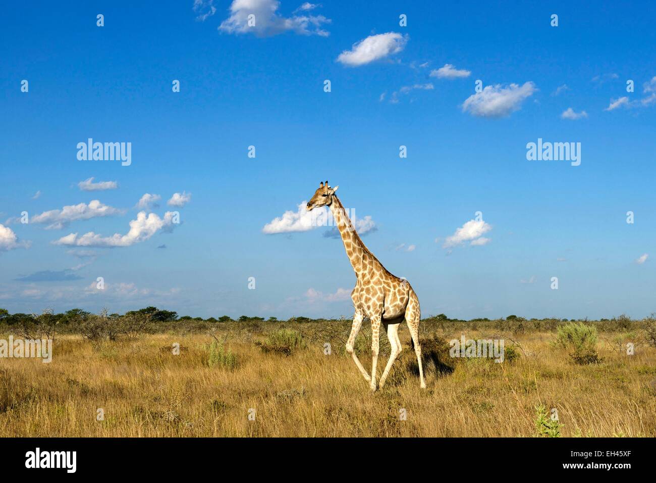 Giraffa camelopardus giraffa hi-res stock photography and images - Alamy