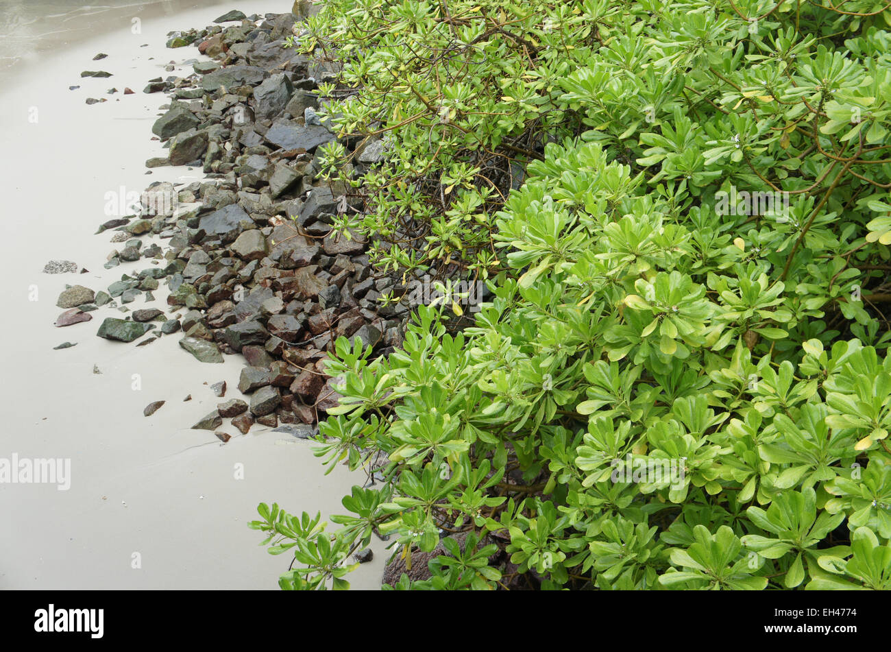 Tropical green beach plants hi-res stock photography and images - Alamy
