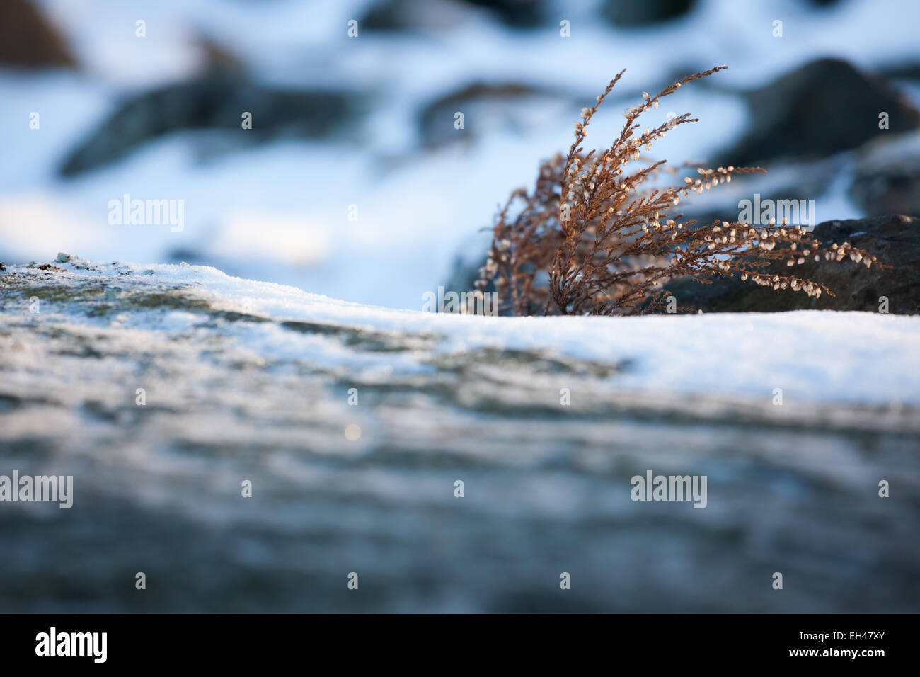 Parched heather hi-res stock photography and images - Alamy