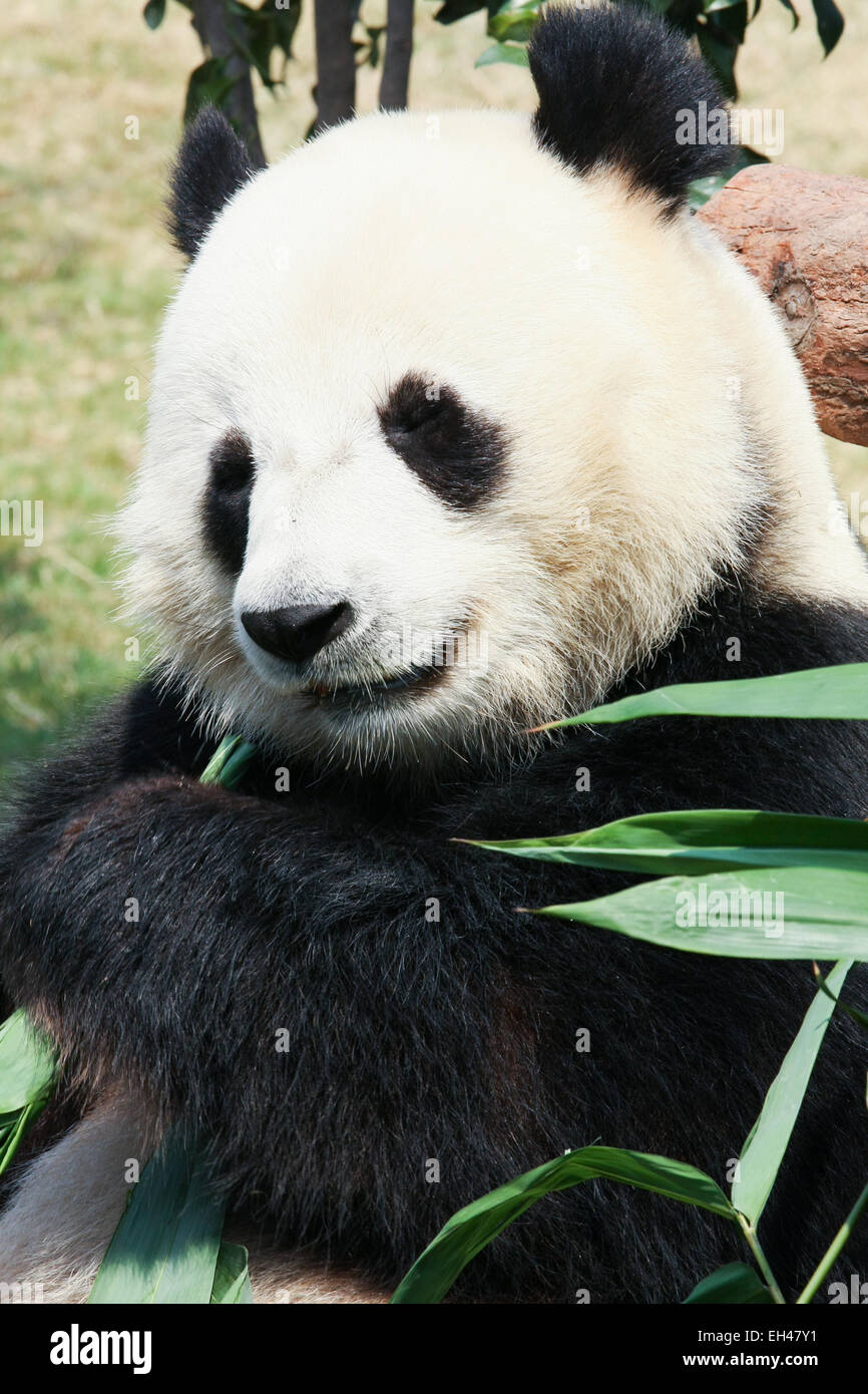 Panda and bamboo portrait hi-res stock photography and images - Alamy